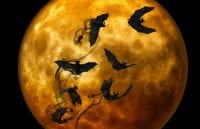 Halloween Scary Pests | ABC Termite & Pest Control | Omaha & Lincoln