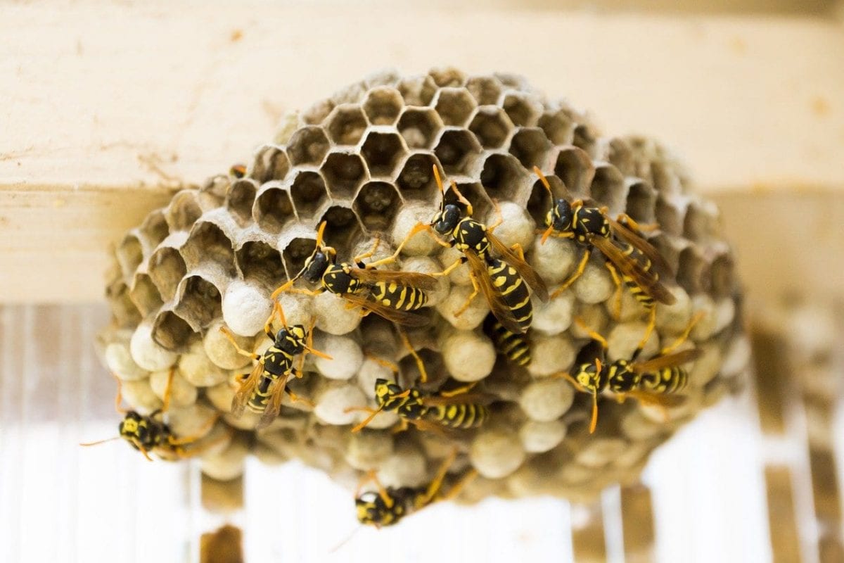 How to Get Rid of a Wasps Nest - ABC Termite & Pest Control