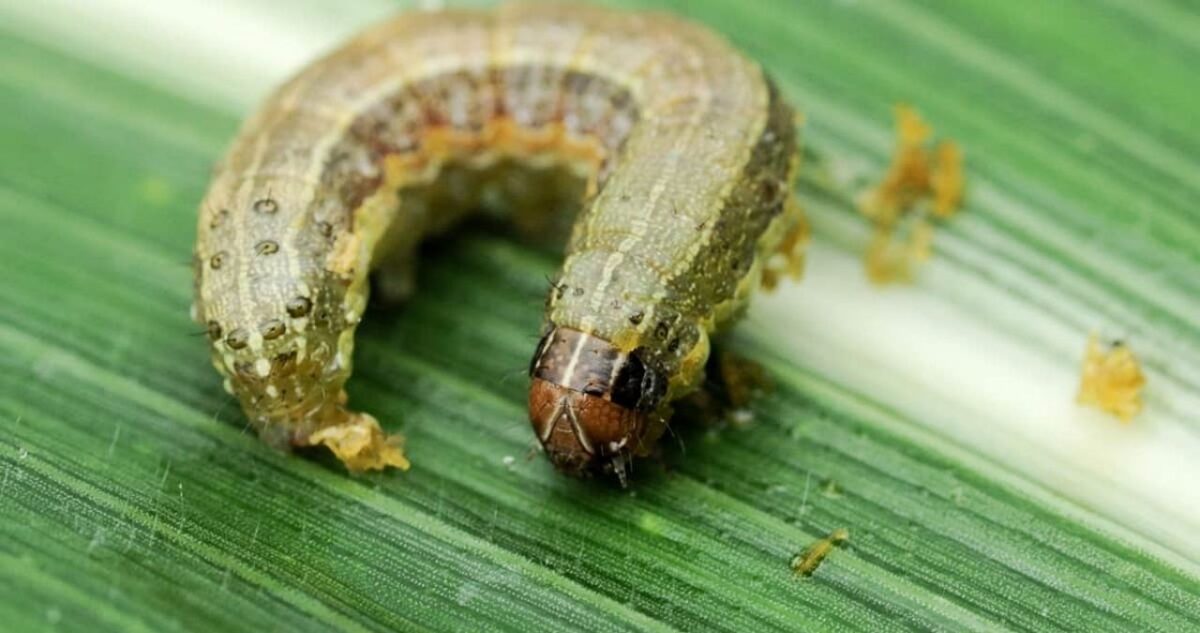 Are Armyworms Invading Your Yard? | ABC Termite & Pest Control
