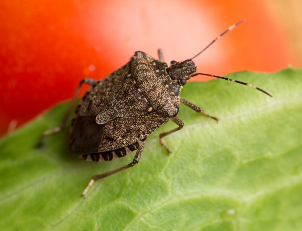 Halloween Scary Pests | ABC Termite & Pest Control | Omaha & Lincoln