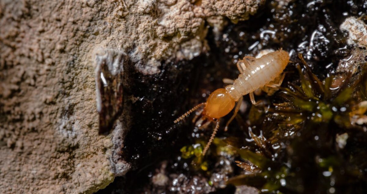 ABC Termite & Pest Control | Lincoln & Omaha Pest Control