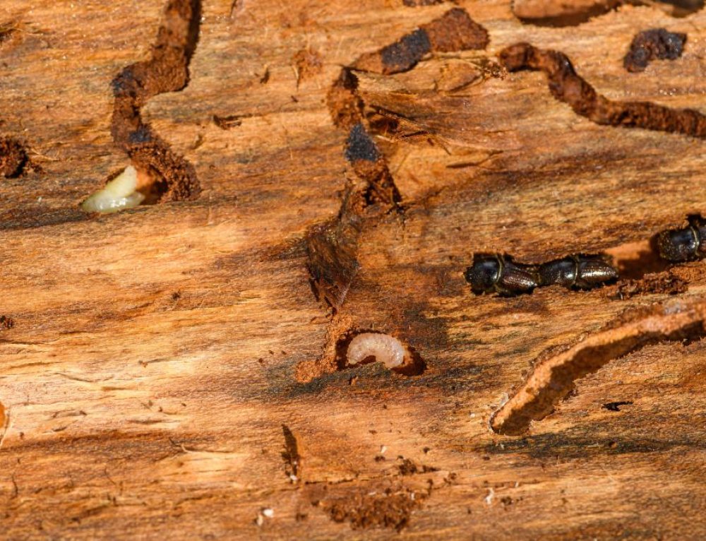 Do I Need a Termite Inspection Every Year? | ABC Termite & Pest Control