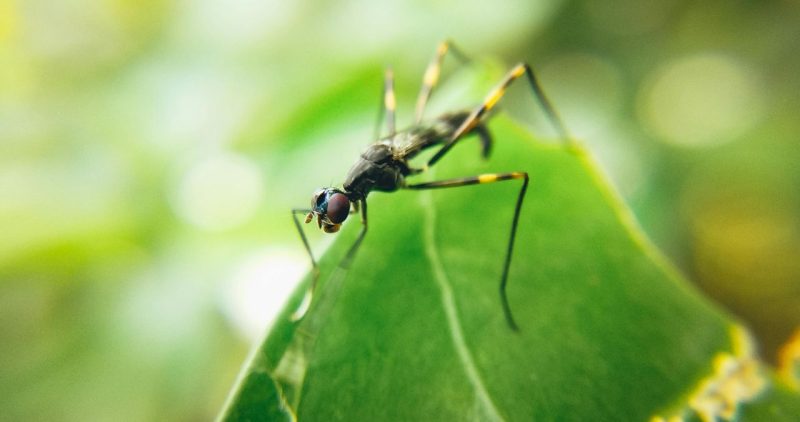 ABC Termite & Pest Control | Lincoln & Omaha Pest Control