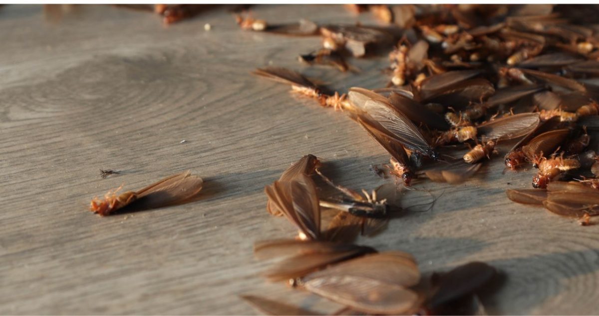 ABC Termite & Pest Control | Lincoln & Omaha Pest Control