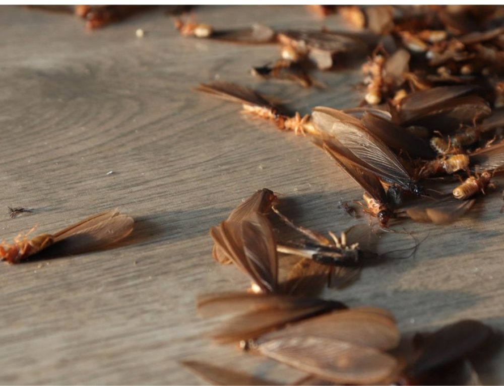 The Hazards of Using Gasoline to Eradicate Wasps - ABC Termite & Pest ...