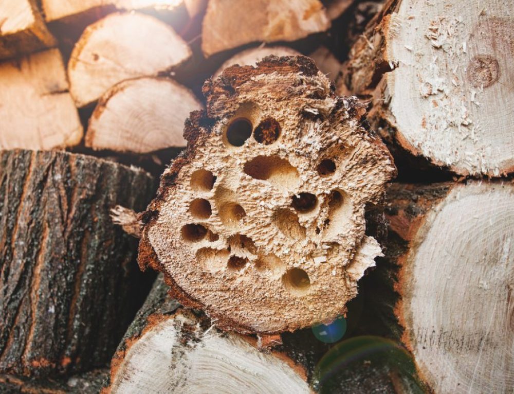 The Hazards of Using Gasoline to Eradicate Wasps - ABC Termite & Pest ...