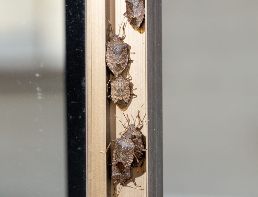 Is it Safe to Sprinkle Boric Acid Around the House?