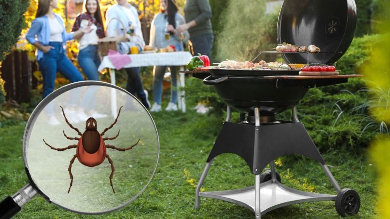 When to Spray Your Yard for Ticks in Omaha